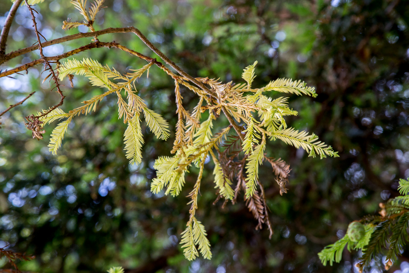 City arborists discover Sacramento is home to rare albino redwood ...
