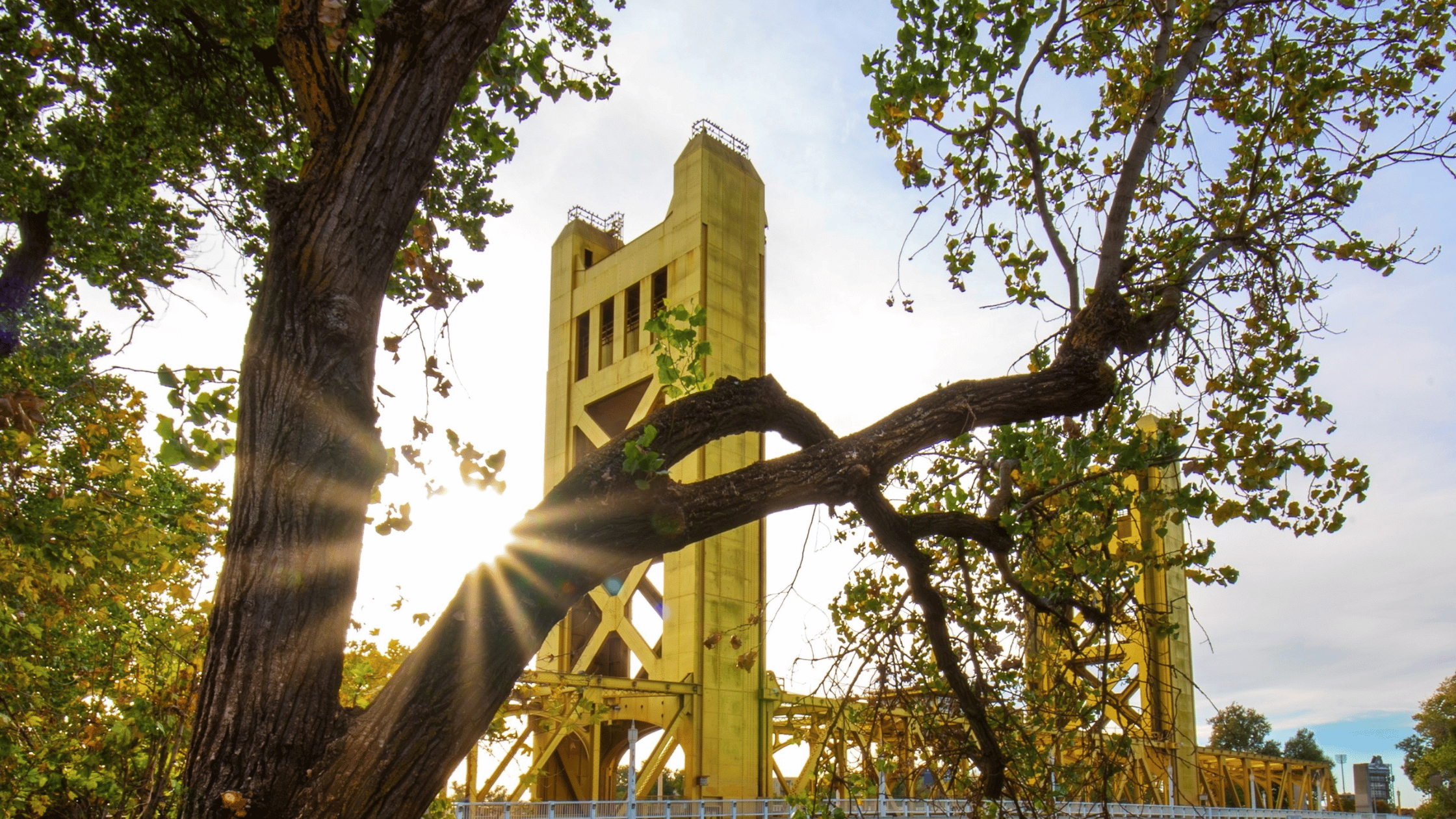 The City’s updated plan for growing its tree canopy is ready for review ...