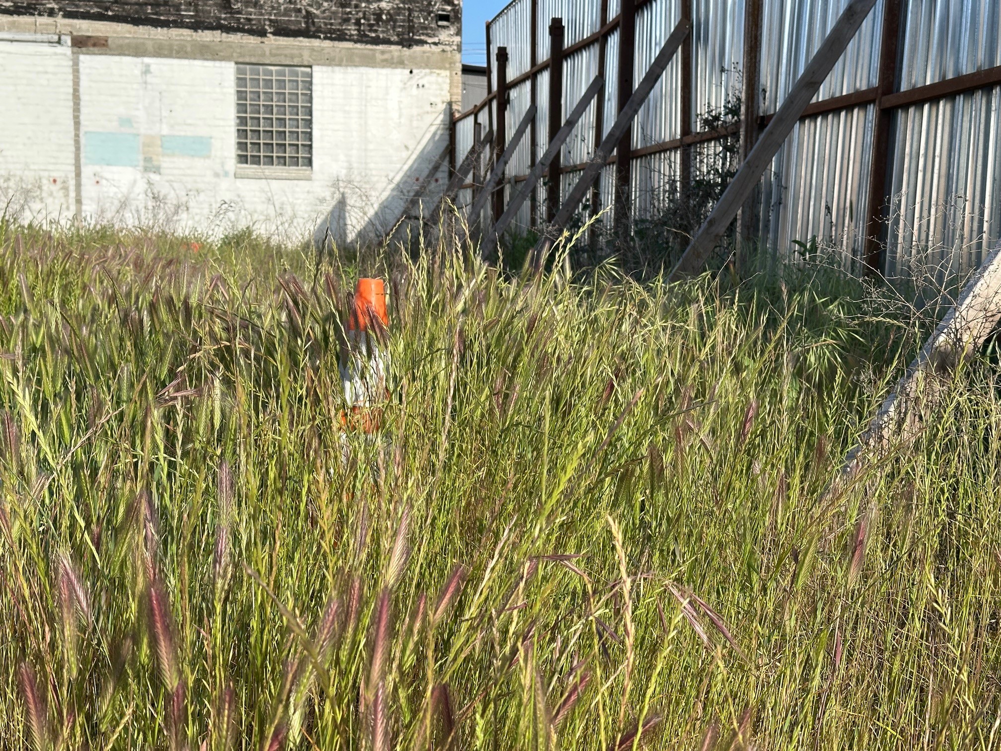 Time to cut overgrown weeds to reduce fire risk - Sacramento City Express