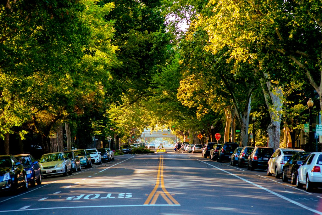 City seeks community voices for Urban Forest Plan implementation ...